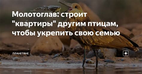Молотоглав строит квартиры другим птицам чтобы укрепить свою семью