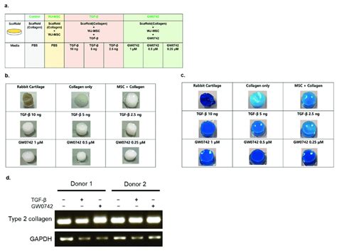 Ex Vitro Evaluation Of Chondrogenic Differentiation Capacity A
