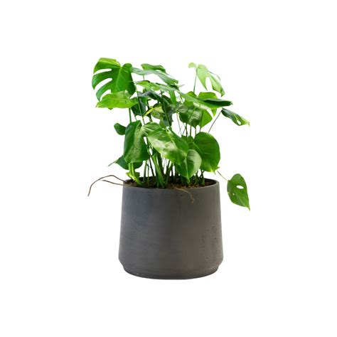 Comment Fabriquer Des Plantes Artificielles Blog