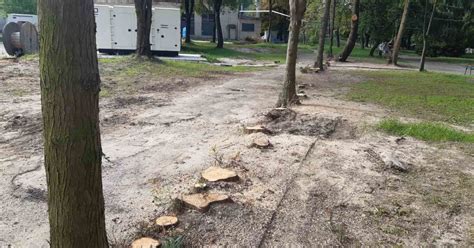 На території лікарні у Львові незаконно вирубали понад 160 дерев — Lviv Media