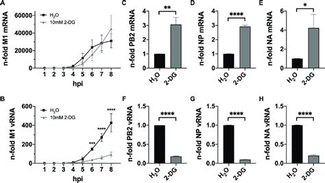 Prolongation Of Iav Transcription And Reduction Of Replication By 2 Dg Download Scientific