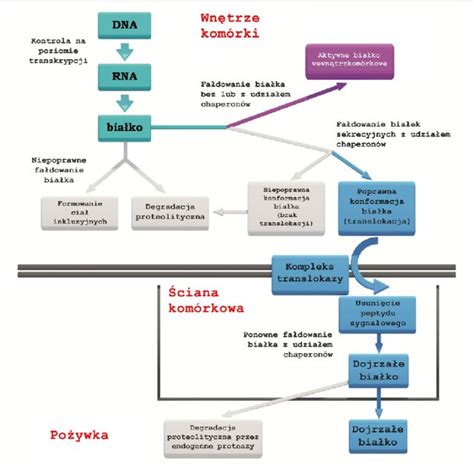 Pdf Prokaryotic Expression Systems