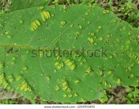 Leaves Tree Diseased There Many Bumps Stock Photo 2255953493 Shutterstock