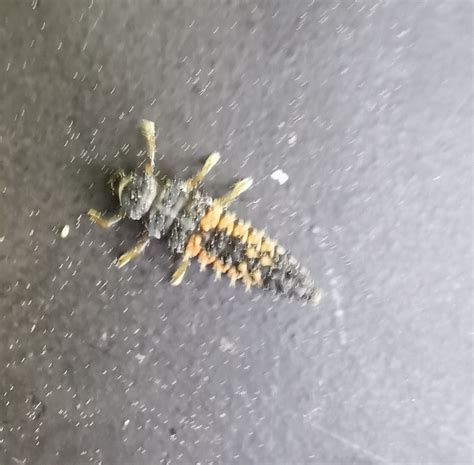 Larva Of Asian Multi Coloured Lady Beetle Pest Control Canada
