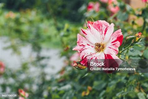 흰색과 분홍색 장미가 정원에 만개합니다 화창한 날에는 장미 덤불이 피어납니다 꽃 피는 식물 봄에 꽃이 만발합니다 클로즈업 개화기에 대한 스톡 사진 및 기타 이미지 Istock