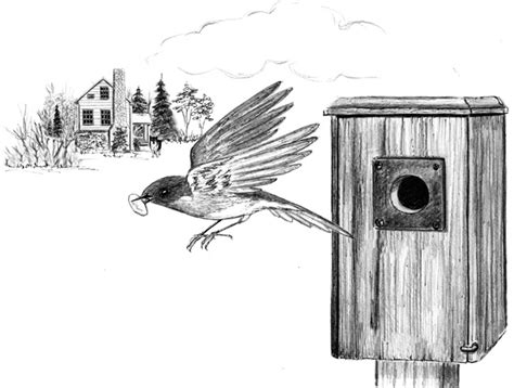 Bluebirds And Other Birds Perform Housekeeping Tasks Bird Watchers