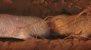 Elixir Of Life On Horizon Thanks To Longevity Gene In Naked Mole Rats