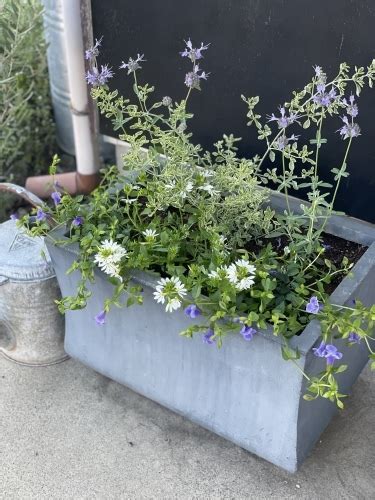 暑さに負けない Summer Snow