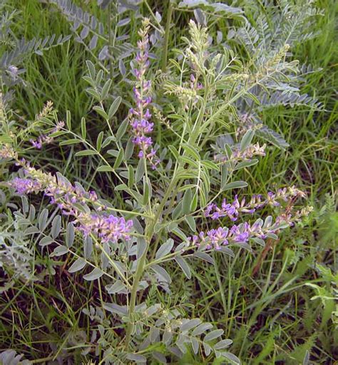 Glycyrrhiza glabra Изображение растения Плантариум