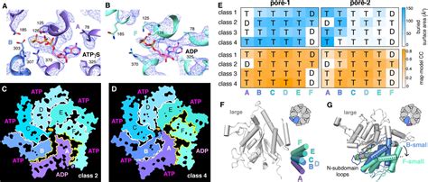 Figures And Data In Structures Of The Atp Fueled Clpxp Proteolytic Machine Bound To Protein