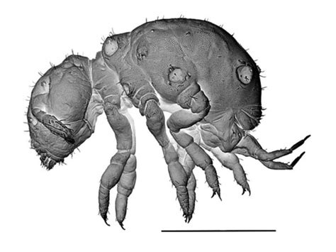 Entomology Entognathous Hexapods Apterygote Insects Flashcards Quizlet