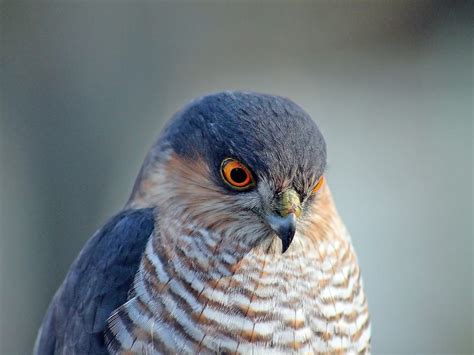 Female Kestrels In The Uk Male Vs Female Identification Birdfact