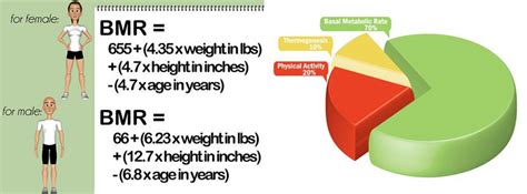 Cách Vận Dụng Bmr Giảm Cân Nhanh Và Hiệu Quả Muscle Fuel Mf
