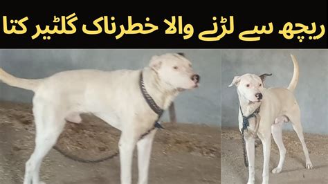 بولی گلٹیر نسل کا لڑاکا کتا بولی کتا گلٹیر لڑائی والا کتا Youtube