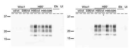 Representative Western Blot Analysis Of Prp Res On Primary Passage Of