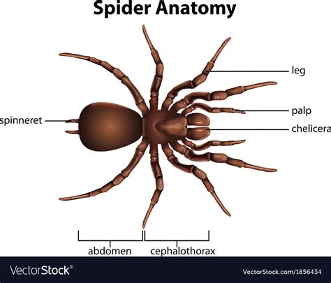Spider Internal Anatomy It Svg Types Of Spiders Spider Anatomy The