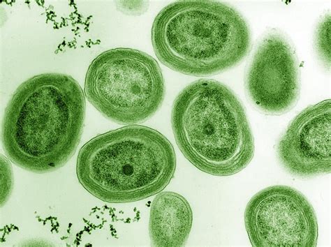 Tuning In To Phytoplankton Rhythms So308 Geotraces G107