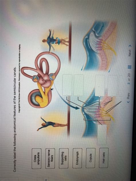 Solved Correctly Label The Following Anatomical Features Of