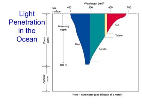 013 Bioluminescence