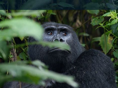 Kigali City Rwanda Capital City Rwanda Safaris