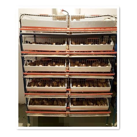 Custi Prepelite Ouatoare