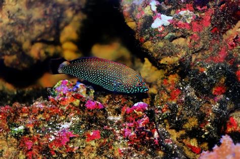 Premium Photo Blue Spotted Wrasse Anampses Caeruleopunctatus