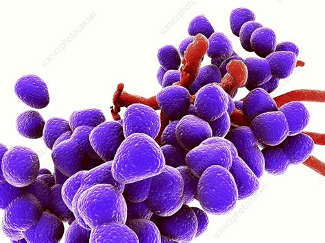 Enterococcus Faecalis Bacteria Artwork Stock Image F Science Photo Library