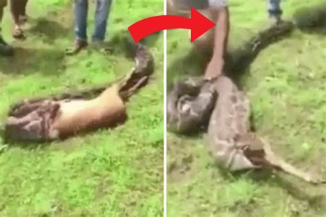Python ‘swallows Whole Deer In Just Ten Seconds As People Watch