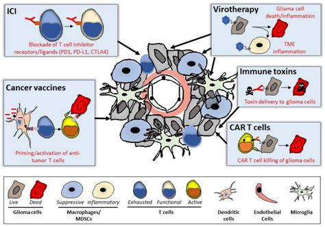Of Modalities Tested In Recurrent Gbm Patients With Principal