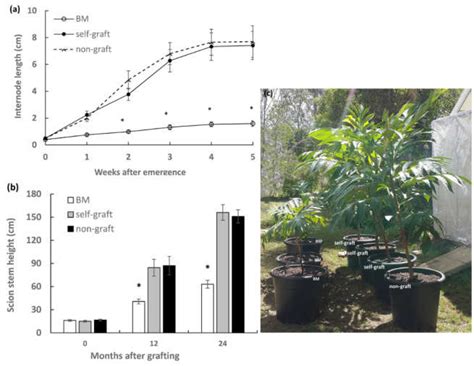Effect Of Rootstocks On Stem Elongation Of Breadfruit Scions A Download Scientific Diagram