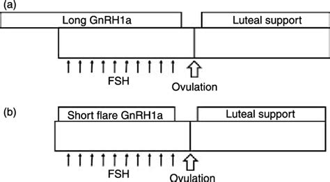 Gnrh Agonist Protocols A Long Agonist Downregulation Starting In