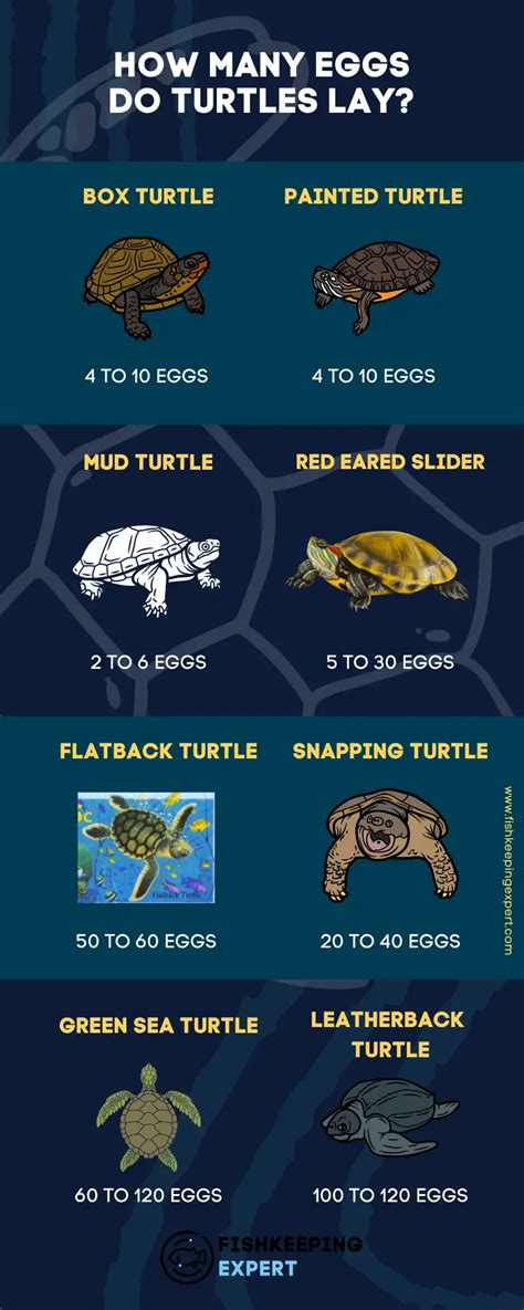 How Long Does It Take For Turtle Eggs To Hatch