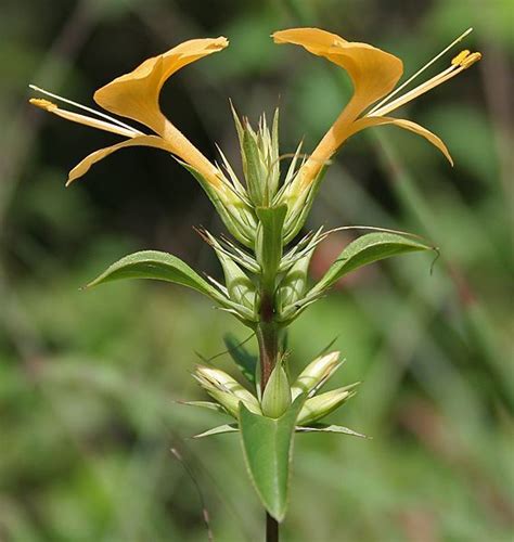 Barleria Prionitis