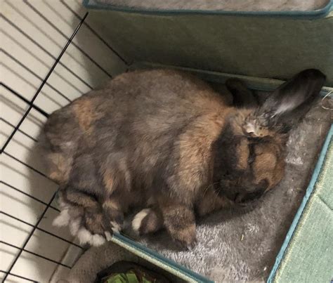 Does Anyone Elses Bunny Snore Super Loudly And Not Wake Up Until You