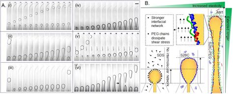 Figure 4 From Droplet Shape Control Using Microfluidics And Designer Biosurfactants Semantic
