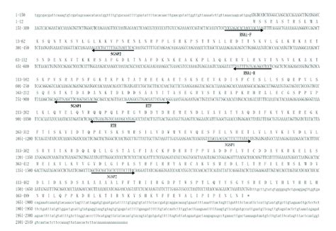 Nucleotide And Deduced Amino Acid Sequence Of Mn Cycb3 Both The