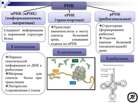 nemembrannye-organoidy-kletki - online presentation