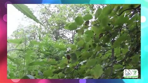 Как выглядит дерево Ольха Смотреть онлайн в поиске Яндекса по Видео