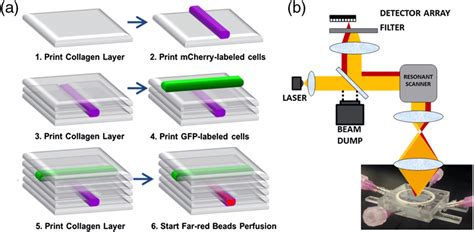 A Three Dimensional 3 D Bioprinting Steps Are Depicted Lower