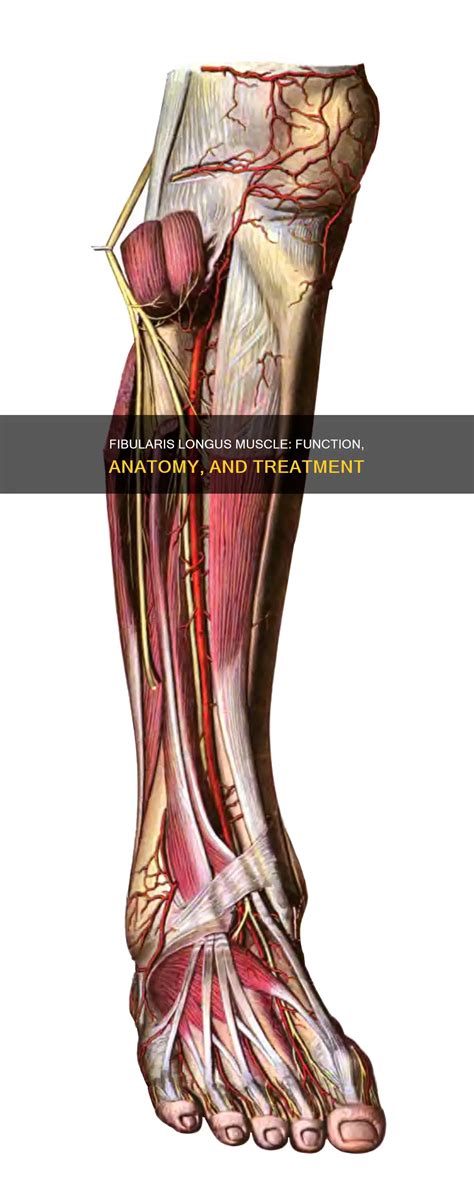 Fibularis Longus Muscle Function Anatomy And Treatment Cyvigor
