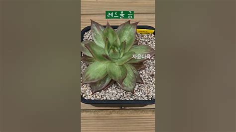 자윤다육 레드불금 소고기금 금다육 자윤다육 Plants Youtube