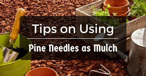 Using Pine Needle As Mulch Know Its Benefits Sumo Gardener