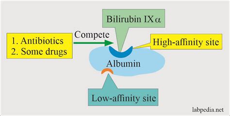 Bilirubin Part 1 Total Bilirubin Direct And Indirect Bilirubin Classification Of Jaundice