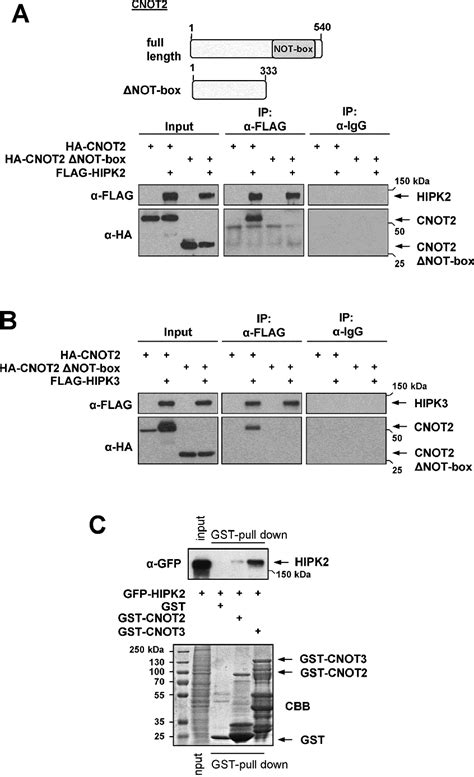 The Not Box In Cnot2 Is Important For Hipk Binding A Upper