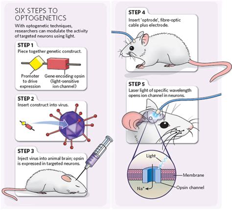 Why And How Optogenetics