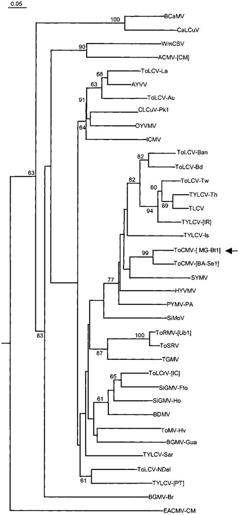 Phylogenetic Tree Obtained From Aligned Ac4 Amino Acid Sequences The
