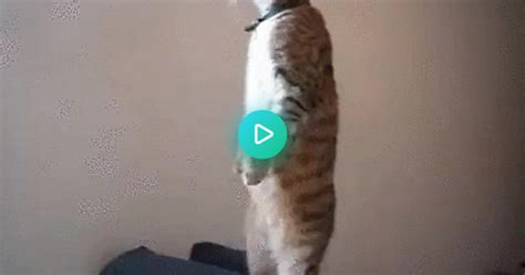 When The Good Catnip Kicks In  On Imgur