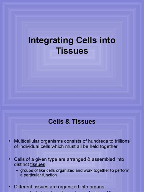 19 Integrating Cells Into Tissues Pdf Cell Adhesion Extracellular Matrix