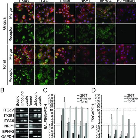 Ebv Can Enter Undifferentiated Keratinocytes A Expression Of All Download Scientific Diagram