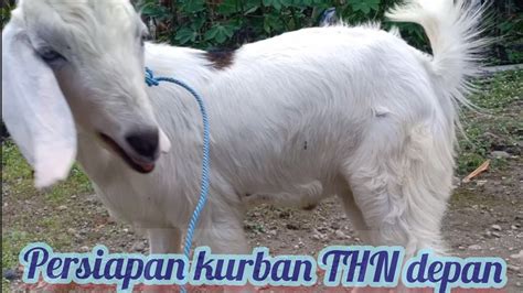 Kambing Jantan Harga Murah Jenis Jawa Randu YouTube